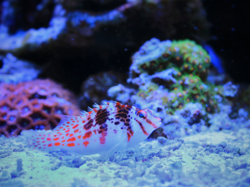 Understanding Marine Tank Filtration: A Comprehensive Guide - AQUAQUICK ...